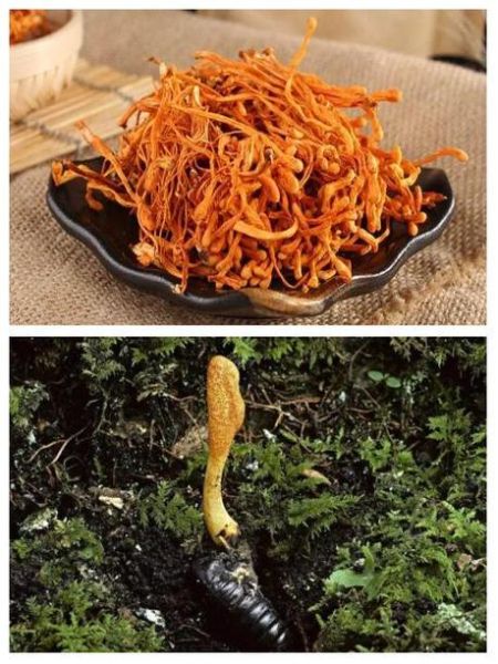 蝉蛹草的功效与作用_蝉蛹草的禁忌有哪些-第3张图片-山城妙识 蝉蛹草的功效与作用_蝉蛹草的禁忌有哪些-第3张图片-山城妙识