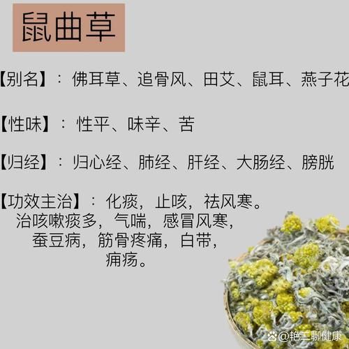 鼠曲草长什么样_鼠曲草的功效与作用-第1张图片-山城妙识 鼠曲草长什么样_鼠曲草的功效与作用-第1张图片-山城妙识