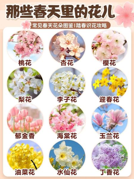 全部花的花语和象征意义_不同场合送什么花-第2张图片-山城妙识 全部花的花语和象征意义_不同场合送什么花-第2张图片-山城妙识