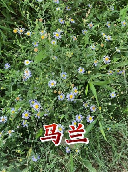 马兰头有什么功效与作用_马兰头食用禁忌有哪些-第3张图片-山城妙识 马兰头有什么功效与作用_马兰头食用禁忌有哪些-第3张图片-山城妙识