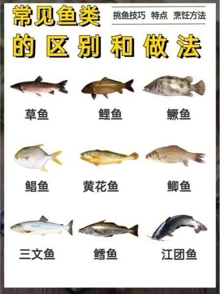 菜市场常见鱼类有哪些_如何挑选新鲜鱼-第3张图片-山城妙识 菜市场常见鱼类有哪些_如何挑选新鲜鱼-第3张图片-山城妙识