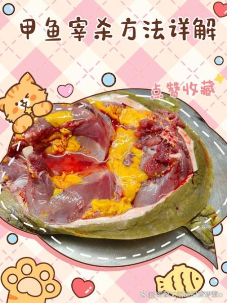 杀甲鱼的正确方法图解_甲鱼怎么处理干净-第1张图片-山城妙识 杀甲鱼的正确方法图解_甲鱼怎么处理干净-第1张图片-山城妙识