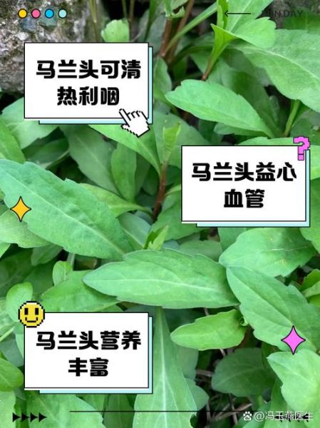 马兰头有什么功效与作用_马兰头食用禁忌有哪些-第2张图片-山城妙识 马兰头有什么功效与作用_马兰头食用禁忌有哪些-第2张图片-山城妙识