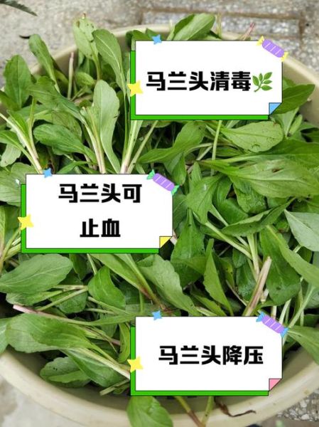 马兰头有什么功效与作用_马兰头食用禁忌有哪些-第1张图片-山城妙识 马兰头有什么功效与作用_马兰头食用禁忌有哪些-第1张图片-山城妙识