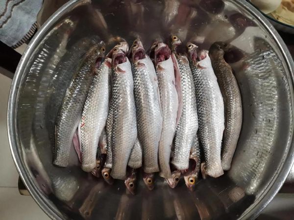 梭鱼多少钱一斤_梭鱼价格受哪些因素影响-第2张图片-山城妙识 梭鱼多少钱一斤_梭鱼价格受哪些因素影响-第2张图片-山城妙识