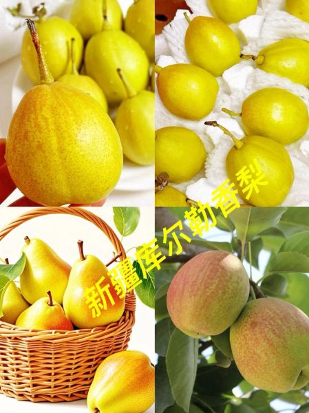 香梨怎么挑选_香梨产地哪里最正宗-第1张图片-山城妙识 香梨怎么挑选_香梨产地哪里最正宗-第1张图片-山城妙识