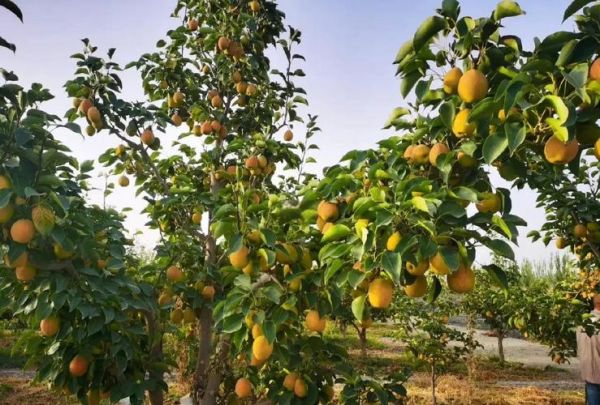 香梨怎么挑选_香梨产地哪里最正宗-第2张图片-山城妙识 香梨怎么挑选_香梨产地哪里最正宗-第2张图片-山城妙识