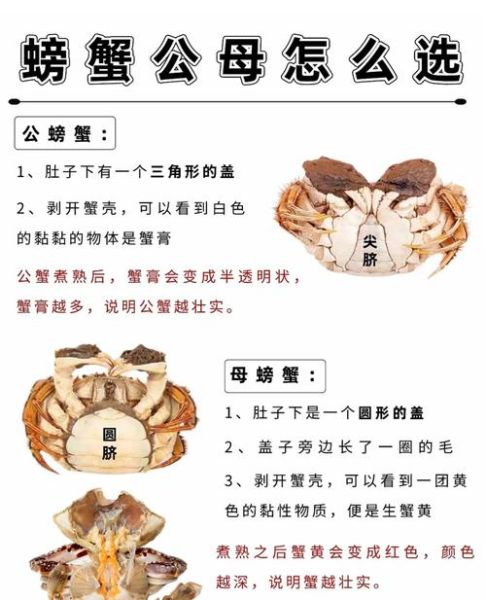 母蟹和公蟹的区别_如何挑选母蟹和公蟹-第1张图片-山城妙识 母蟹和公蟹的区别_如何挑选母蟹和公蟹-第1张图片-山城妙识