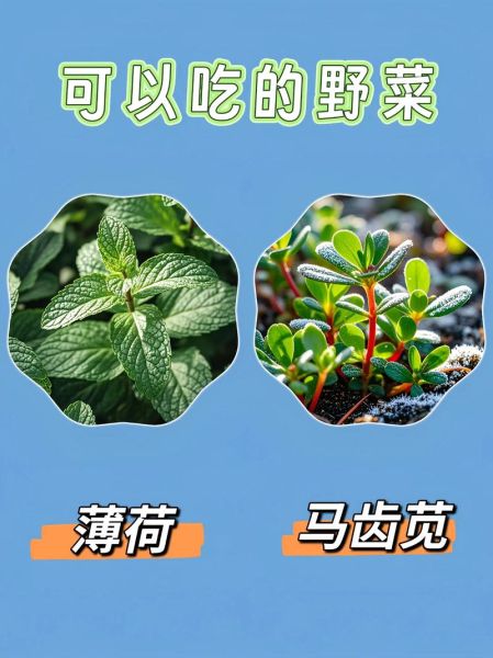 野菜图片大全大图_哪些野菜可以安全食用-第2张图片-山城妙识 野菜图片大全大图_哪些野菜可以安全食用-第2张图片-山城妙识