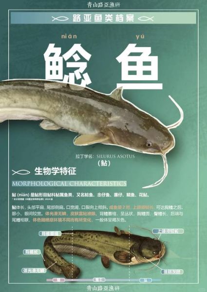 吃鲶鱼对身体有害吗_鲶鱼重金属超标是真的吗-第2张图片-山城妙识 吃鲶鱼对身体有害吗_鲶鱼重金属超标是真的吗-第2张图片-山城妙识