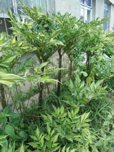 魔芋图片大全大图_魔芋长什么样-第1张图片-山城妙识 魔芋图片大全大图_魔芋长什么样-第1张图片-山城妙识