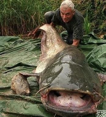 吃鲶鱼对身体有害吗_鲶鱼重金属超标是真的吗-第3张图片-山城妙识 吃鲶鱼对身体有害吗_鲶鱼重金属超标是真的吗-第3张图片-山城妙识