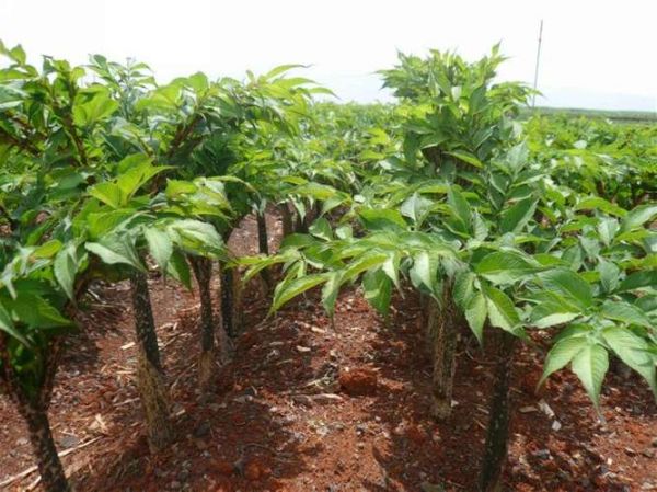 魔芋图片大全大图_魔芋长什么样-第3张图片-山城妙识 魔芋图片大全大图_魔芋长什么样-第3张图片-山城妙识