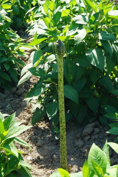 魔芋图片大全大图_魔芋长什么样-第2张图片-山城妙识 魔芋图片大全大图_魔芋长什么样-第2张图片-山城妙识