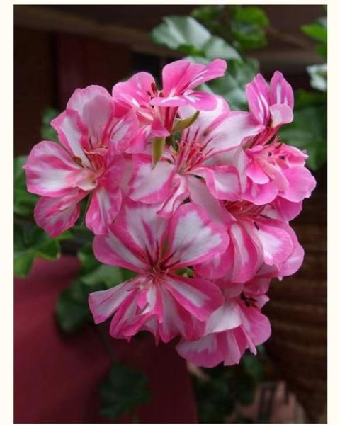 天竺葵哪个品种最漂亮_天竺葵最好看的品种推荐-第2张图片-山城妙识 天竺葵哪个品种最漂亮_天竺葵最好看的品种推荐-第2张图片-山城妙识