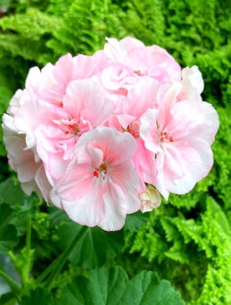 天竺葵哪个品种最漂亮_天竺葵最好看的品种推荐-第1张图片-山城妙识 天竺葵哪个品种最漂亮_天竺葵最好看的品种推荐-第1张图片-山城妙识