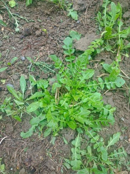 荠菜长什么样子_荠菜图片怎么认-第1张图片-山城妙识 荠菜长什么样子_荠菜图片怎么认-第1张图片-山城妙识