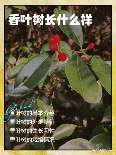 香叶树怎么种_香叶树种植方法-第1张图片-山城妙识