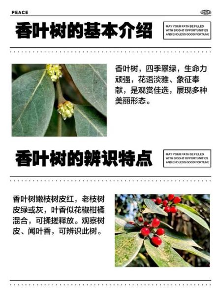 香叶树怎么种_香叶树种植方法-第2张图片-山城妙识