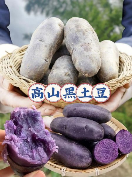 黑土豆为什么很少见_黑土豆市场缺货原因-第3张图片-山城妙识