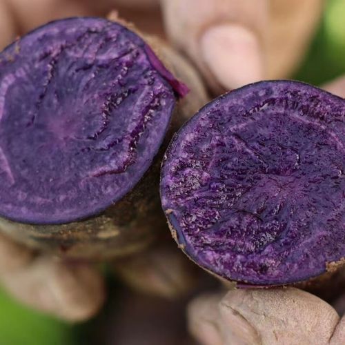 黑土豆为什么很少见_黑土豆市场缺货原因-第1张图片-山城妙识