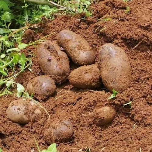 黑土豆为什么很少见_黑土豆市场缺货原因-第2张图片-山城妙识