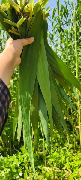 芦苇叶包粽子要不要煮一下_芦苇叶怎么处理-第1张图片-山城妙识 芦苇叶包粽子要不要煮一下_芦苇叶怎么处理-第1张图片-山城妙识