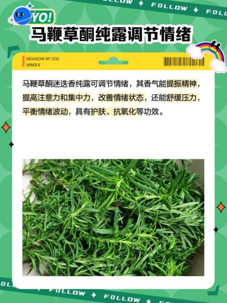 迷迭香纯露的副作用有哪些_敏感肌能用吗-第2张图片-山城妙识 迷迭香纯露的副作用有哪些_敏感肌能用吗-第2张图片-山城妙识