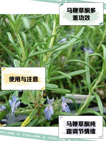 迷迭香纯露的副作用有哪些_敏感肌能用吗-第1张图片-山城妙识 迷迭香纯露的副作用有哪些_敏感肌能用吗-第1张图片-山城妙识