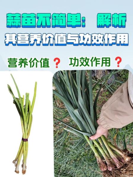 蒜苗的营养价值_蒜苗的功效与作用-第3张图片-山城妙识 蒜苗的营养价值_蒜苗的功效与作用-第3张图片-山城妙识