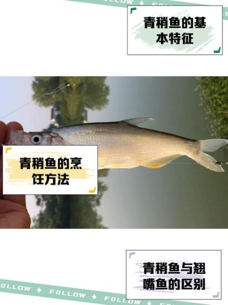 青稍鱼怎么钓_青稍鱼用什么饵-第3张图片-山城妙识