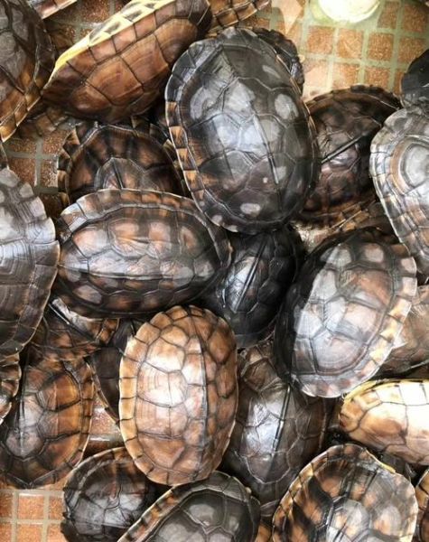 黄喉拟水龟越大越便宜_为什么-第3张图片-山城妙识 黄喉拟水龟越大越便宜_为什么-第3张图片-山城妙识