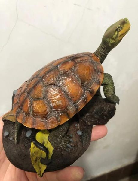 黄喉拟水龟越大越便宜_为什么-第1张图片-山城妙识 黄喉拟水龟越大越便宜_为什么-第1张图片-山城妙识