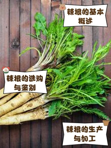 辣根是什么植物_辣根和芥末的区别-第2张图片-山城妙识