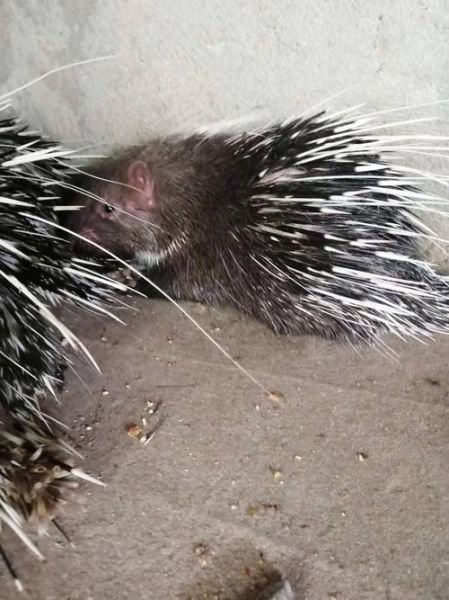 豪猪肉能吃吗_豪猪肉营养价值高吗-第2张图片-山城妙识 豪猪肉能吃吗_豪猪肉营养价值高吗-第2张图片-山城妙识