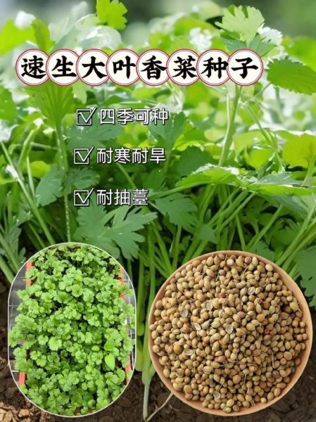 四季香菜怎么种_四季香菜种植时间-第2张图片-山城妙识 四季香菜怎么种_四季香菜种植时间-第2张图片-山城妙识