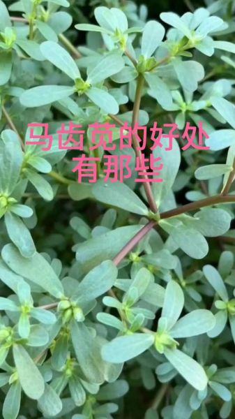 马齿苋能治哪些病_马齿苋怎么吃效果最好-第1张图片-山城妙识