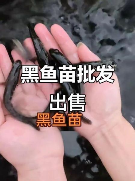 黑鱼苗批发价格_黑鱼苗批发哪里便宜-第3张图片-山城妙识 黑鱼苗批发价格_黑鱼苗批发哪里便宜-第3张图片-山城妙识