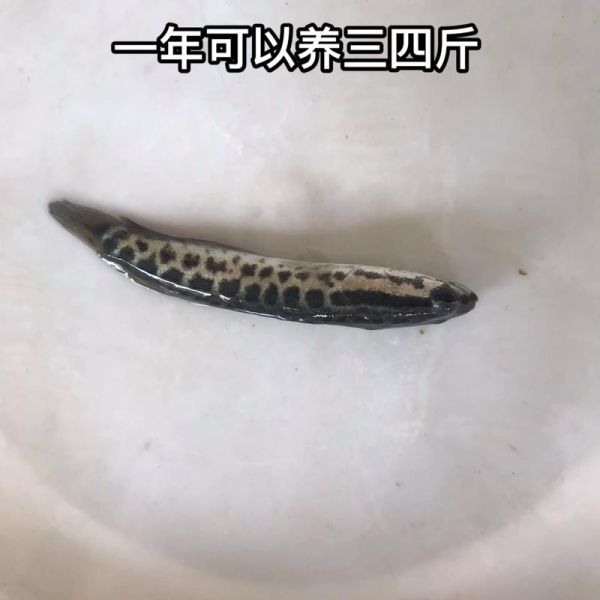 黑鱼苗批发价格_黑鱼苗批发哪里便宜-第1张图片-山城妙识 黑鱼苗批发价格_黑鱼苗批发哪里便宜-第1张图片-山城妙识