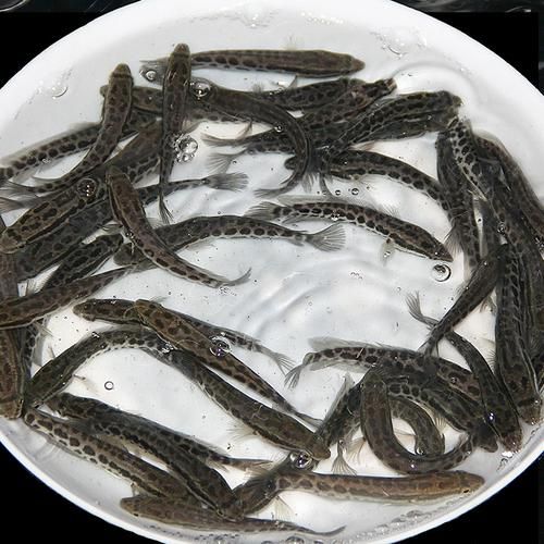 黑鱼苗批发价格_黑鱼苗批发哪里便宜-第2张图片-山城妙识 黑鱼苗批发价格_黑鱼苗批发哪里便宜-第2张图片-山城妙识