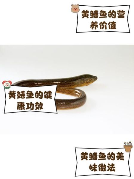 黄鳝鱼养殖方法_黄鳝鱼养殖技术要点-第2张图片-山城妙识