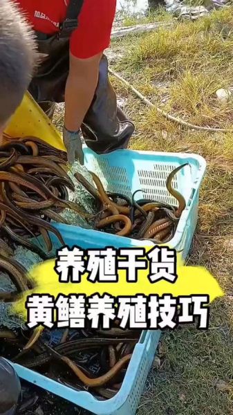 黄鳝鱼养殖方法_黄鳝鱼养殖技术要点-第1张图片-山城妙识
