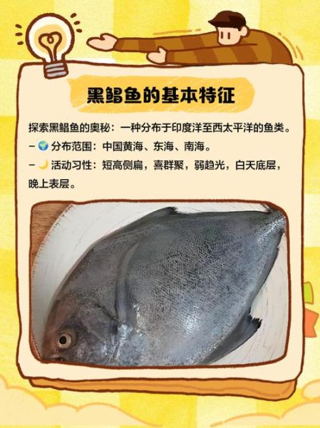 黑鲳鱼价格多少钱一斤_黑鲳鱼为什么贵-第2张图片-山城妙识 黑鲳鱼价格多少钱一斤_黑鲳鱼为什么贵-第2张图片-山城妙识