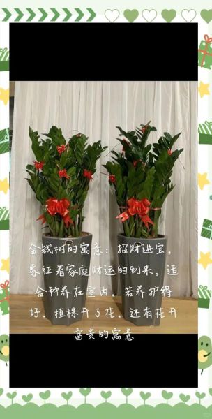 金钱树怎么养才能更旺盛_金钱树多久浇一次水-第3张图片-山城妙识 金钱树怎么养才能更旺盛_金钱树多久浇一次水-第3张图片-山城妙识