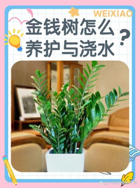 金钱树怎么养才能更旺盛_金钱树多久浇一次水-第1张图片-山城妙识 金钱树怎么养才能更旺盛_金钱树多久浇一次水-第1张图片-山城妙识