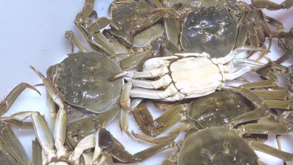 太湖大闸蟹什么时候上市_上市时间-第3张图片-山城妙识 太湖大闸蟹什么时候上市_上市时间-第3张图片-山城妙识