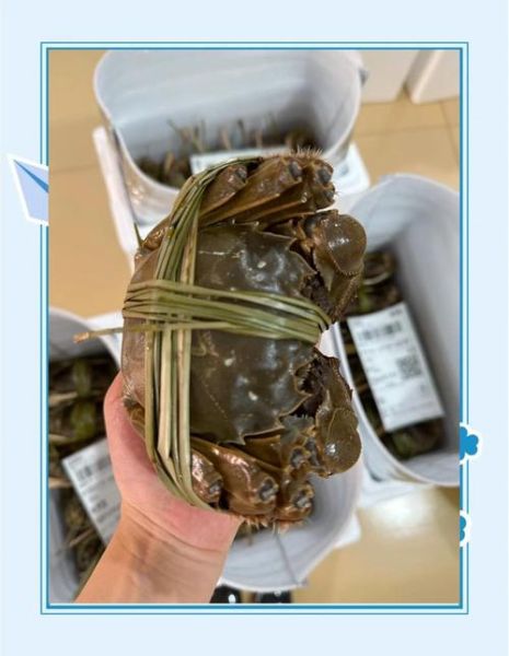 太湖大闸蟹什么时候上市_上市时间-第2张图片-山城妙识 太湖大闸蟹什么时候上市_上市时间-第2张图片-山城妙识