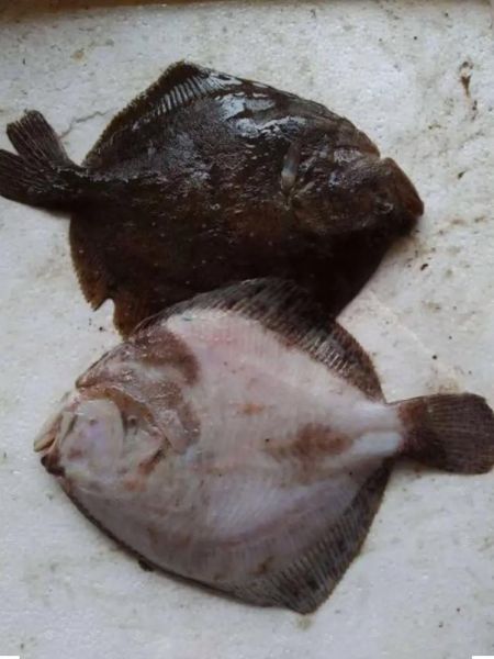 鲆鱼怎么做好吃_鲆鱼价格多少钱一斤-第2张图片-山城妙识 鲆鱼怎么做好吃_鲆鱼价格多少钱一斤-第2张图片-山城妙识