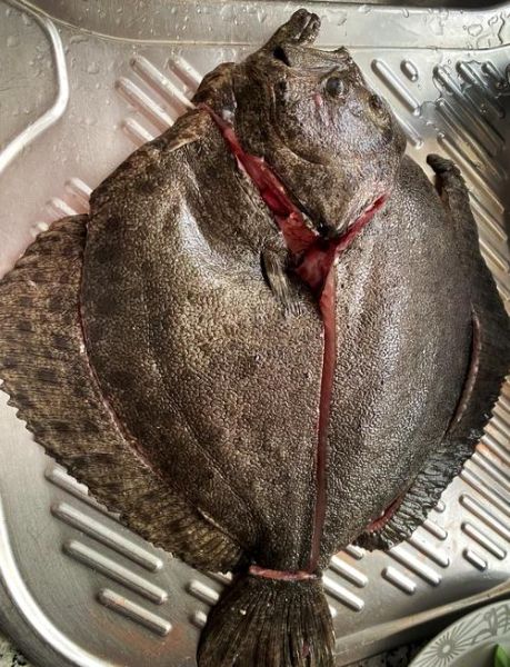 鲆鱼怎么做好吃_鲆鱼价格多少钱一斤-第3张图片-山城妙识 鲆鱼怎么做好吃_鲆鱼价格多少钱一斤-第3张图片-山城妙识