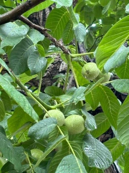 野核桃树几年结果_野核桃树怎么种植-第1张图片-山城妙识 野核桃树几年结果_野核桃树怎么种植-第1张图片-山城妙识